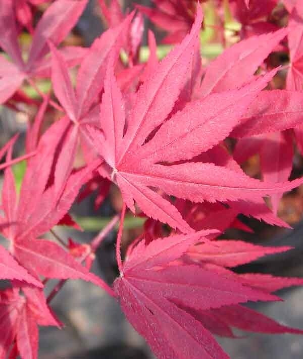 Artar japonez Acer palmatum Fireglow C3