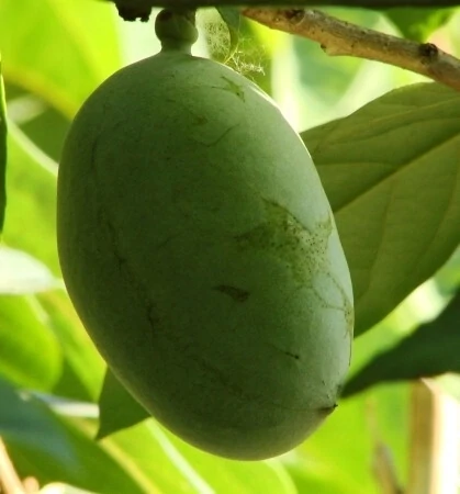 Banana nordului (Pawpaw) altoit Summer Delight ghiveci C5