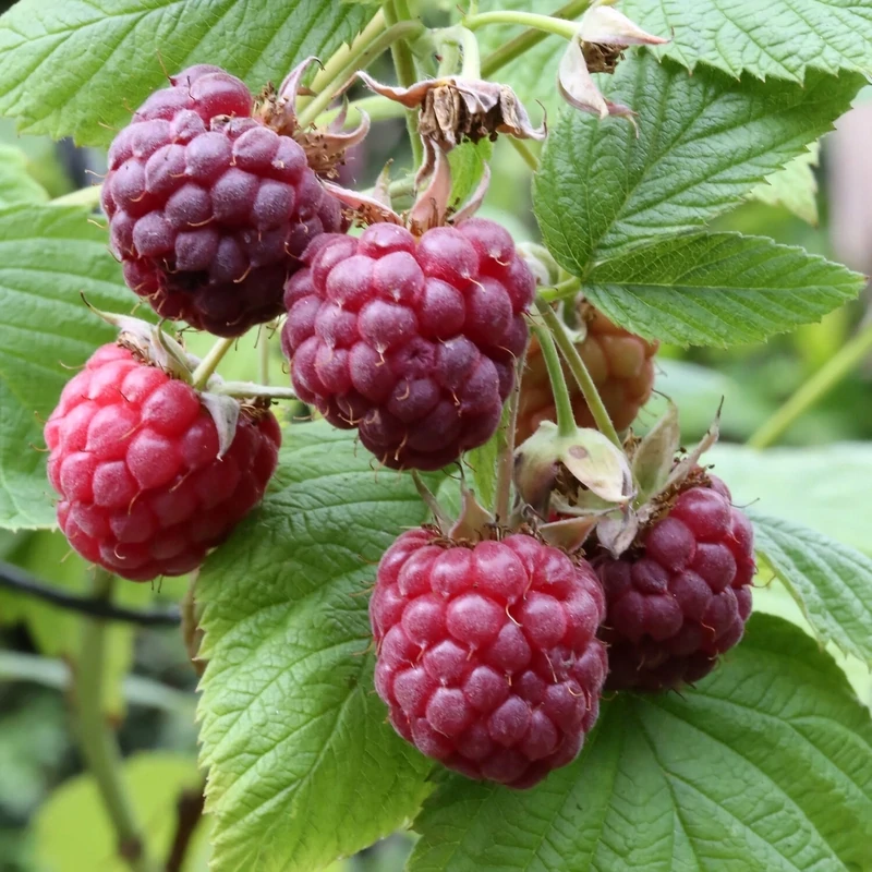 Zmeur Rubus idaeus Glen Coe P9