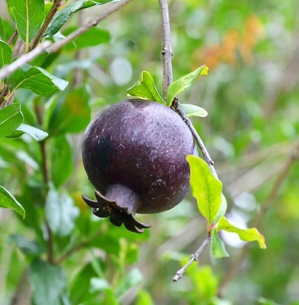 Rodiu 'Asmar' – Fructe negre cu semințe albe