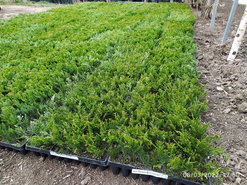 Rasad Chiparos Cupressus Leylandii Palletbox