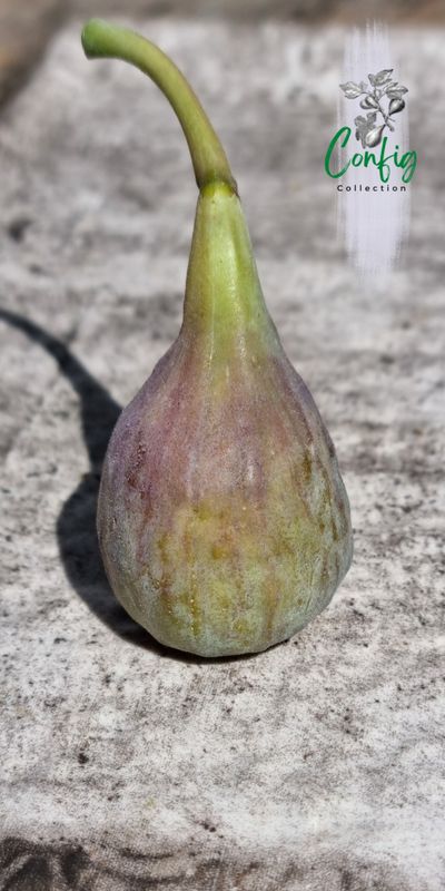 Smochin ‘LSU Improved Celeste’ – Fructe dulci și rezistente