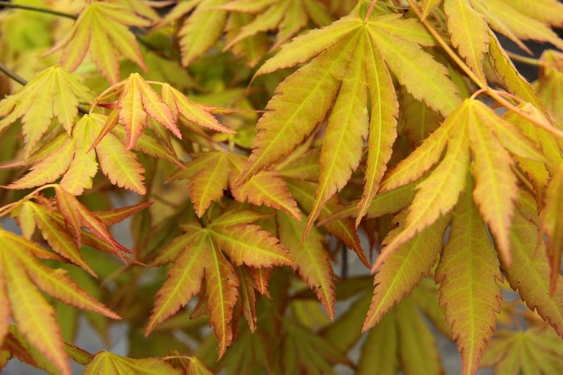 Artar japonez Acer palmatum Dragon Master C2