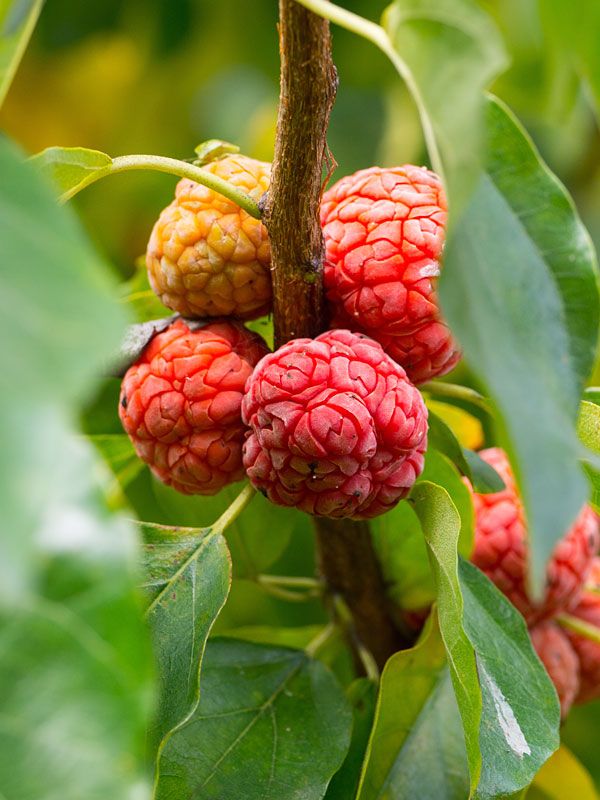 Che Cudrania tricuspidata sau Dudul Chinezesc pom altoit