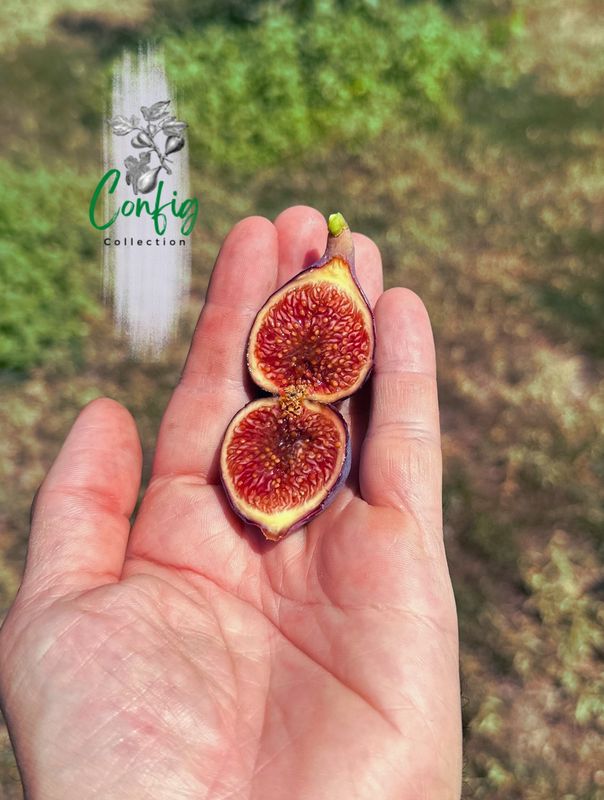 Smochin ‘LSU Scott’s Black’ – Fructe negre, gust intens