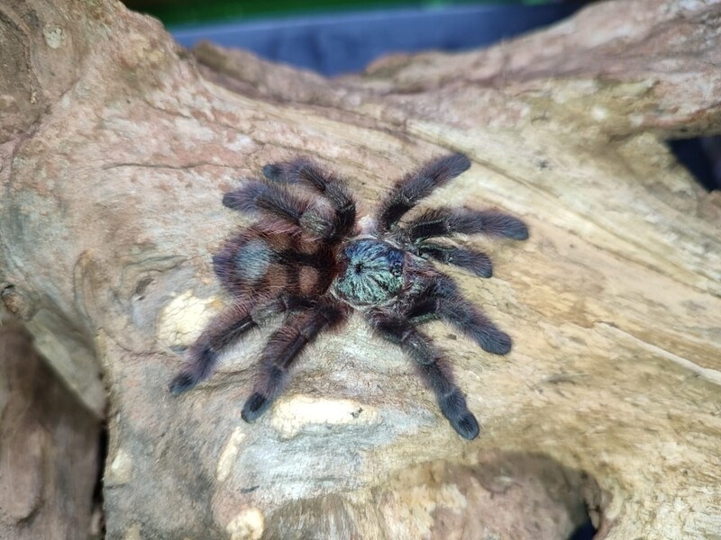 Tarantula matters online tarantula south africa