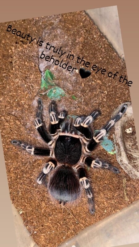 Giant White Knee- A. geniculata 4cm