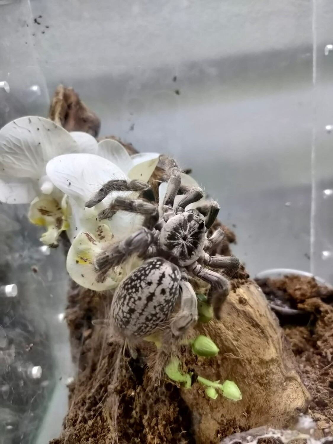 Heteroscodra Maculata Sling