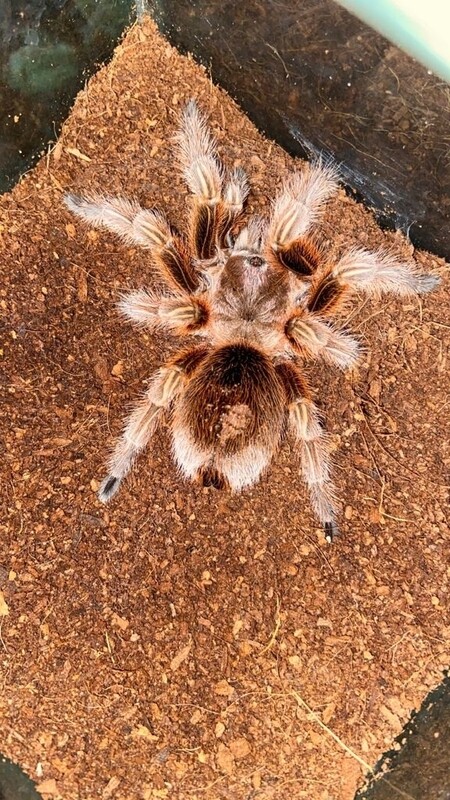 Chilean Rose (rose colour form)G. rosea sling