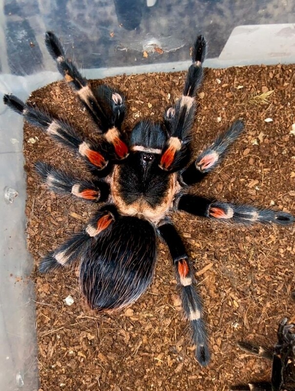 Mexican Flame Knee - B. auratum sling