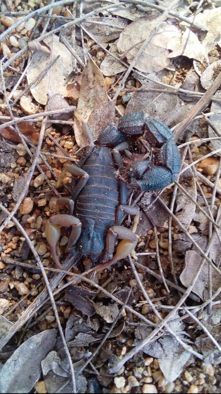 Parabuthus transvaalicus - Transvaal Thick Tail