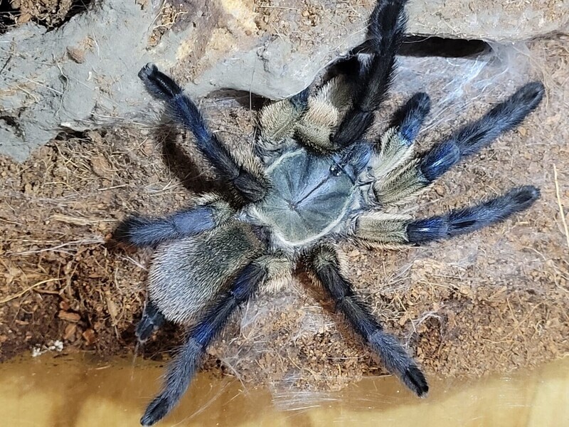 Socotra Island Blue Baboon. M. balfouri 4 x Juvie communal 5-7cm