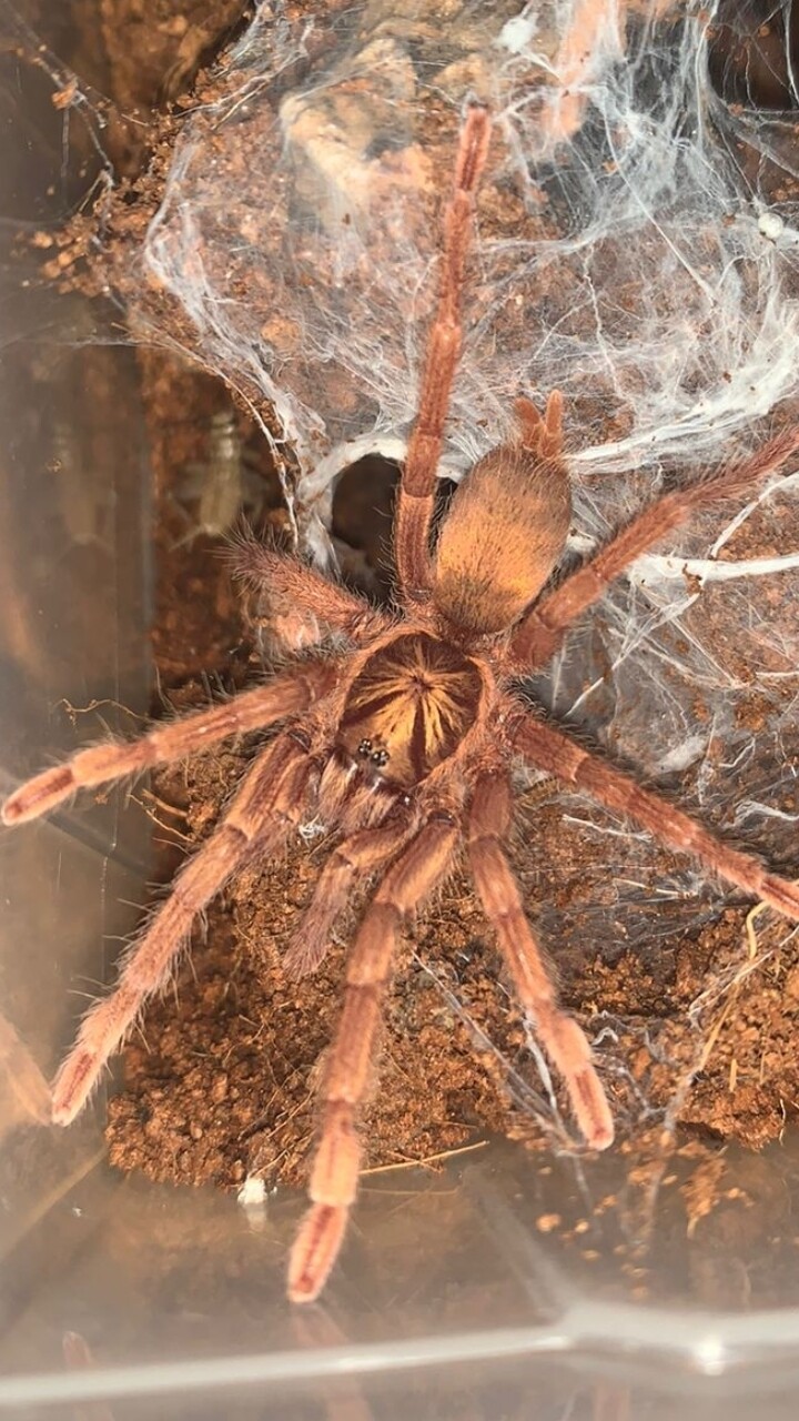 Trinidad Gold Form. N. incei 2.5cm