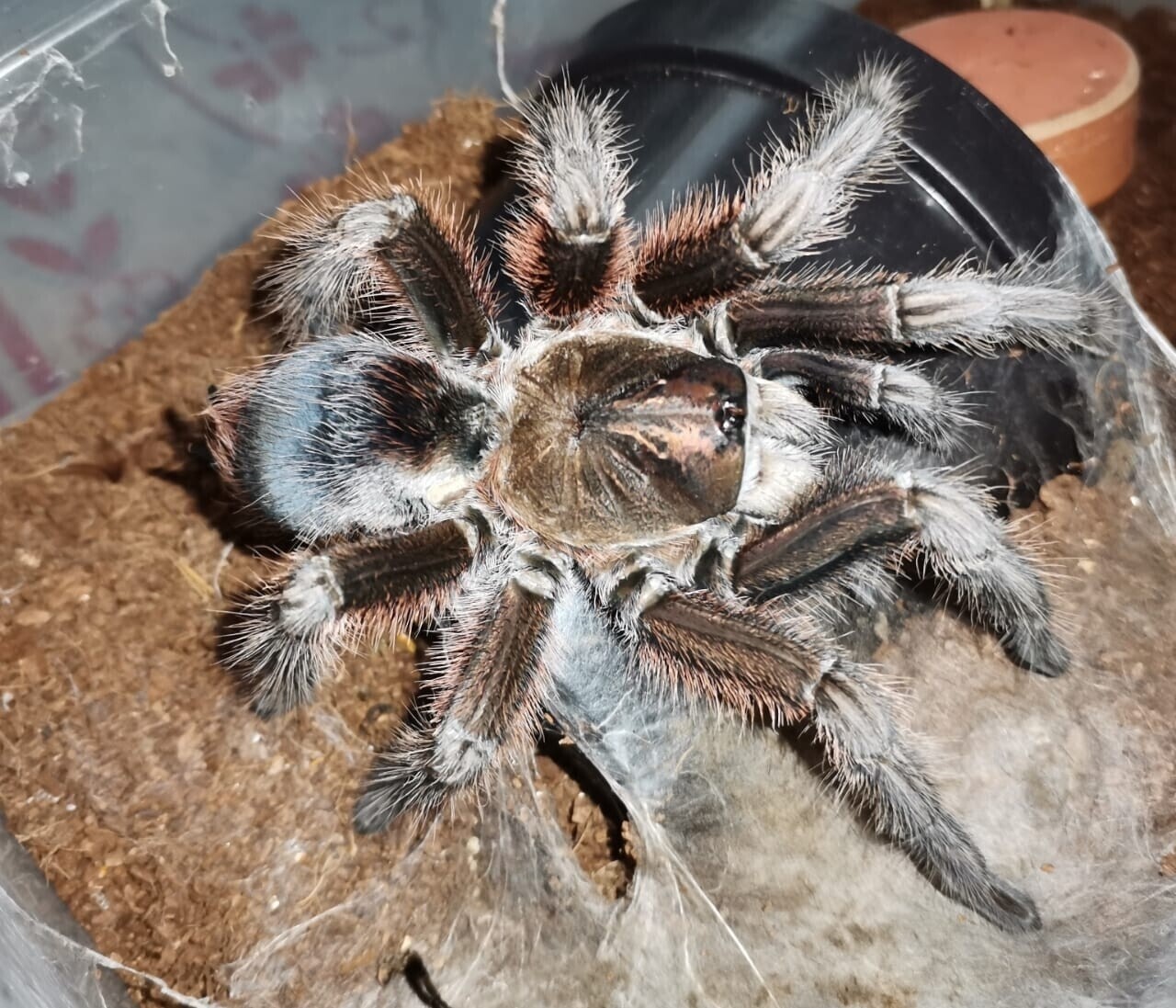 Haitian Brown Copper Phase P. cancerides mf
