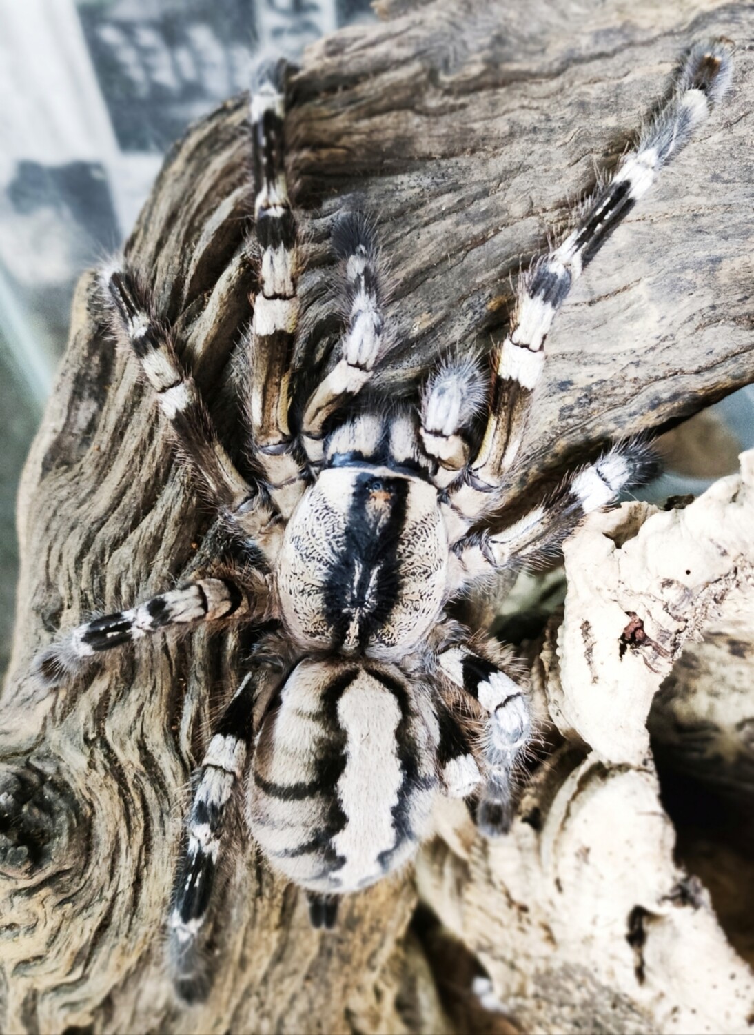 Poecilotheria regalis -Indian Ornamental sling