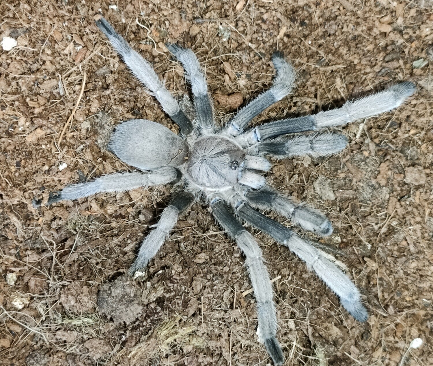 Selenocosmia crassipes - Australian Barking Tarantula sling