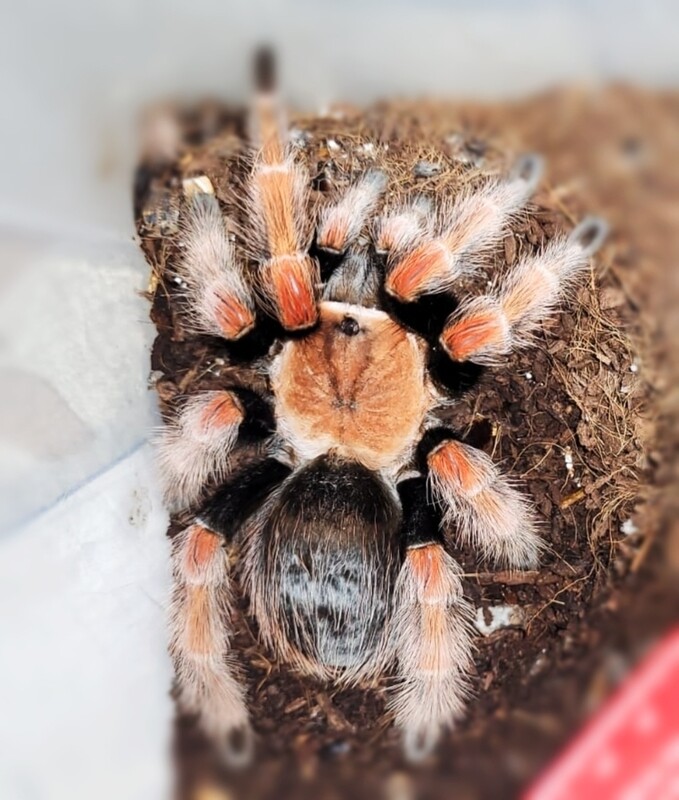 Mexican Fire Leg- B. boehmei MF