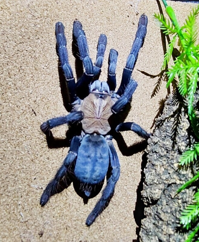Cyriopagopus sp. Hati Hati -Purple Earth Tiger 3-4cm