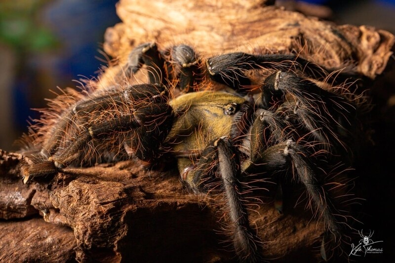 Omothymus schioedtei - Malaysian earth tiger 7-8cm female