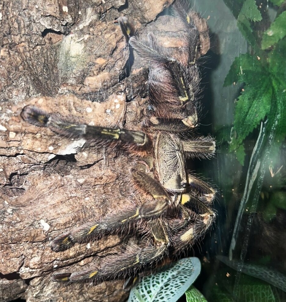 Poecilotheria rufilata -Red Slate Ornamental MF