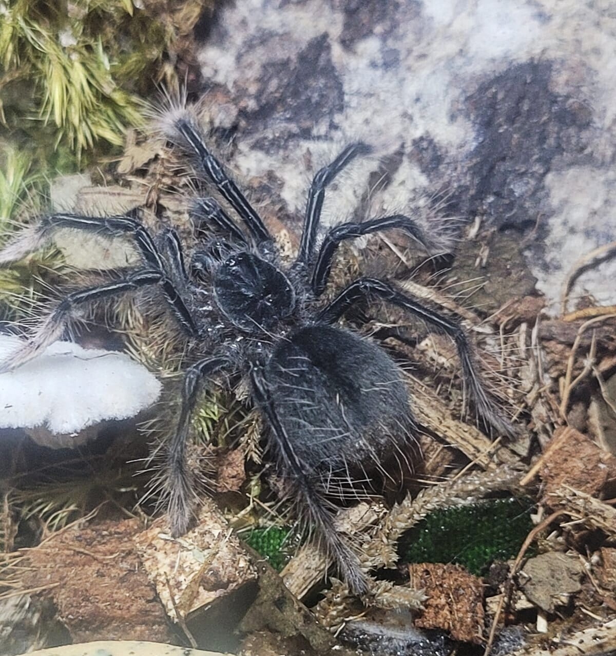 Theraphosa apophysis - Pinkfoot Goliath Bird Eater sling