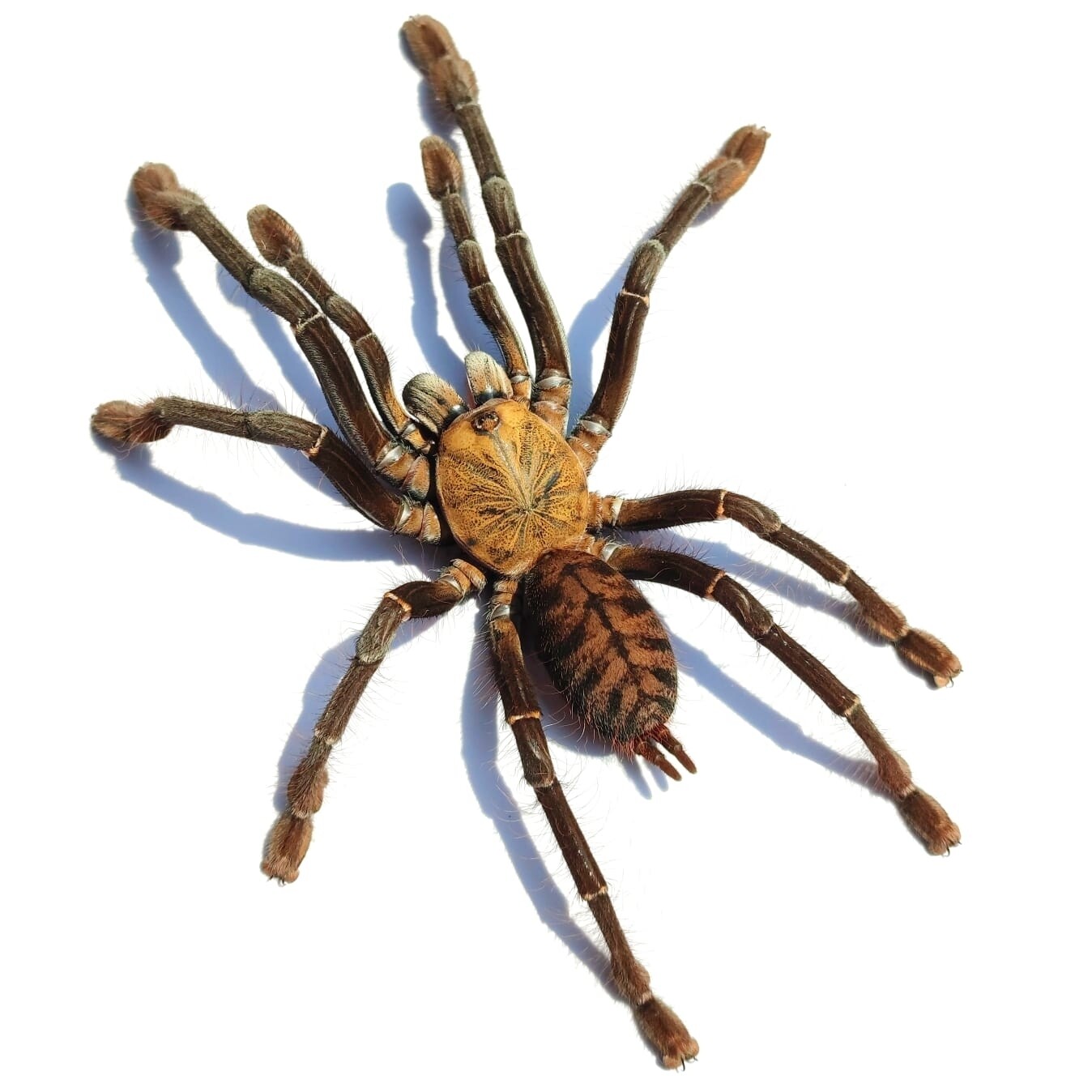 Phormingochilus sp "Akcaya"