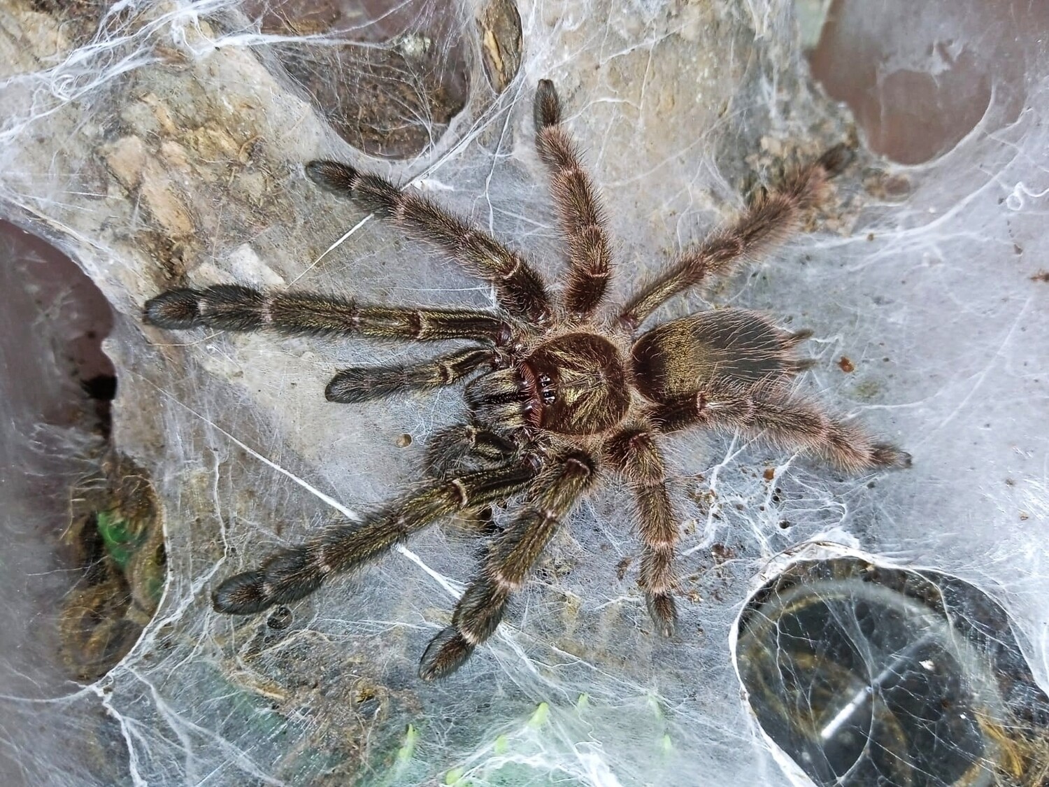 Psalmopoeus reduncus -Costa Rican Orange Mouth sling