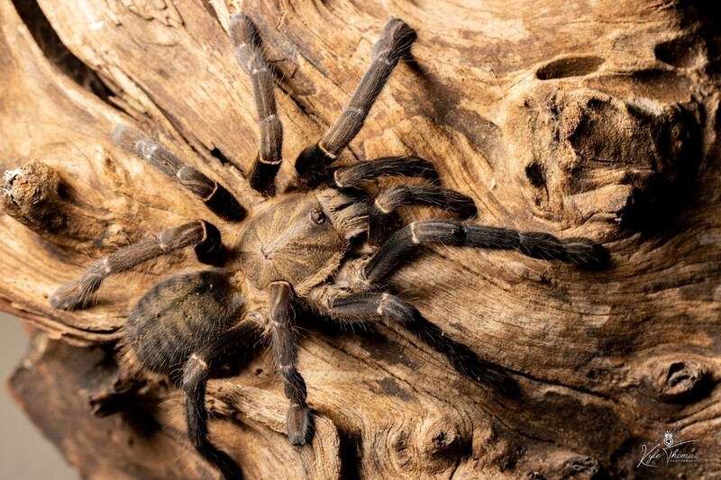 Thailand Big Black- C minax sling