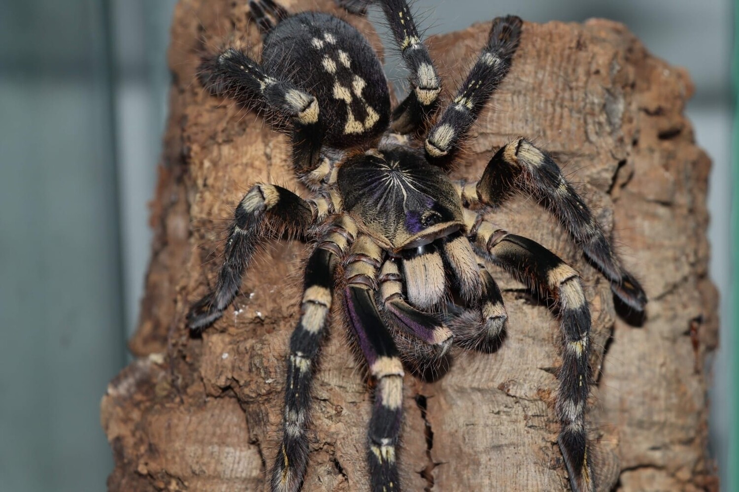 P. subfusca HIGHLAND sling