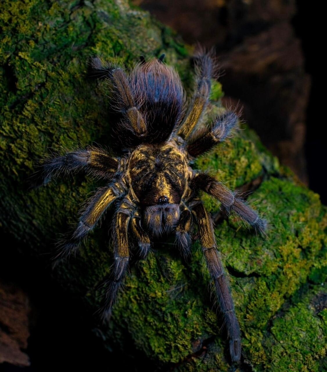 Phormictopus Auratus - Cuban Bronze
