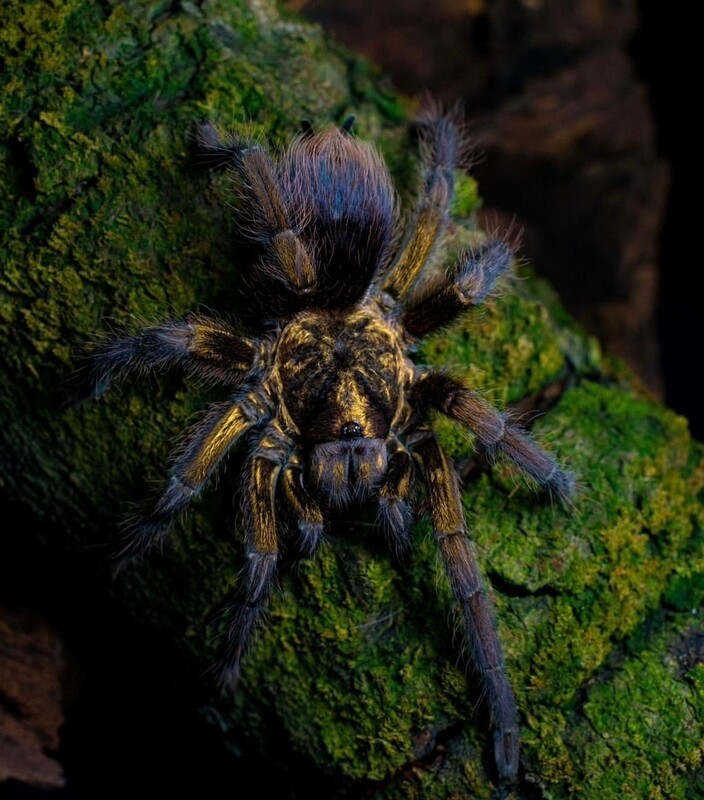 Phormictopus Auratus - Cuban Bronze