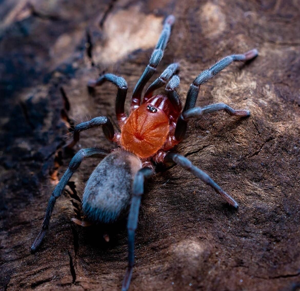 Bumba horrida - Brazilian Red Head