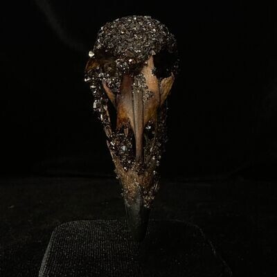 Ampersand Curiosities