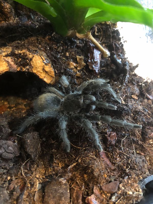 Tarantula's