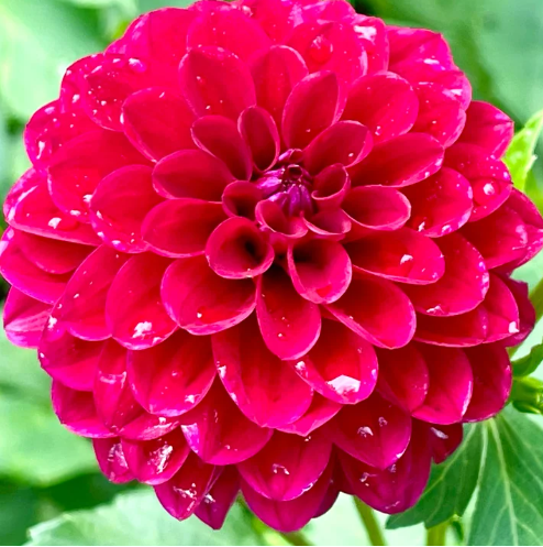 The Grove Country Gardens Centre - Home - Online Mail Order Nursery