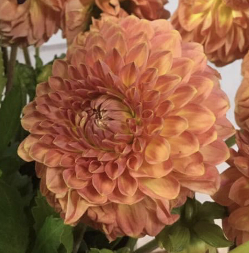 The Grove Country Gardens Centre - Home - Online Mail Order Nursery