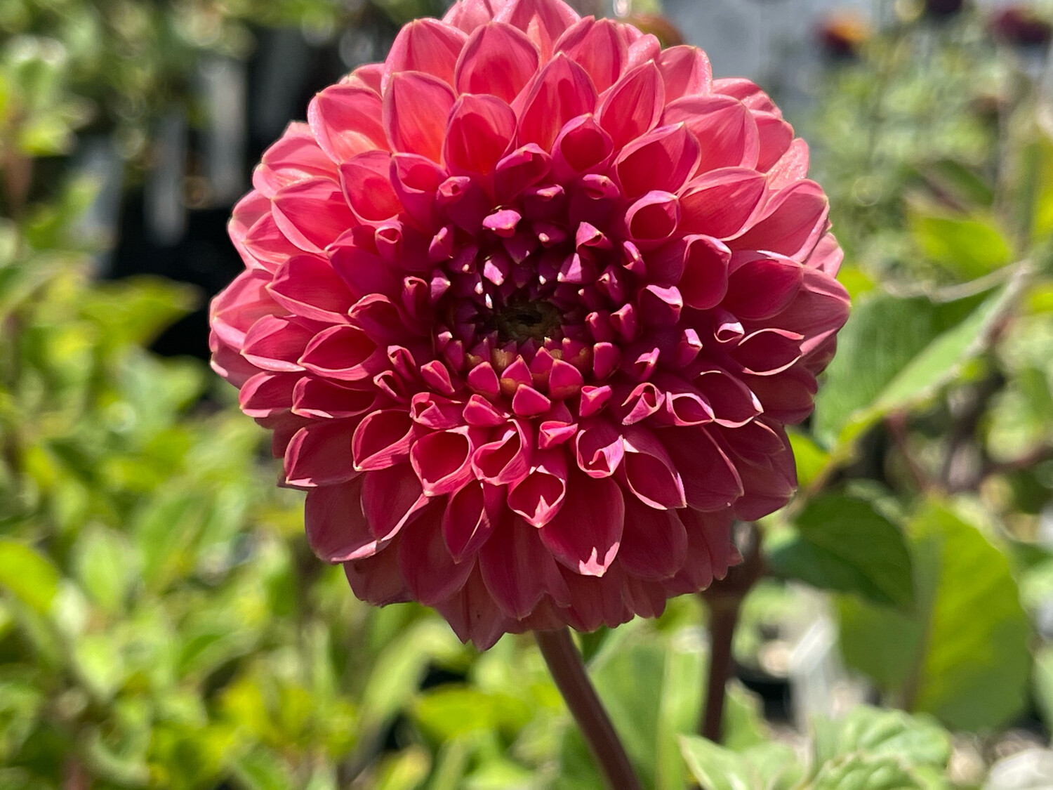 The Grove Country Gardens Centre - Home - Online Mail Order Nursery