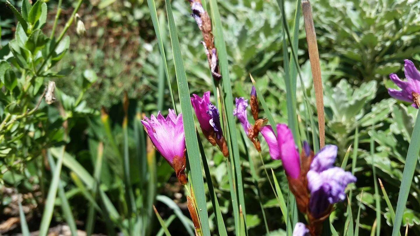 The Grove Country Gardens Centre - Home - Online Mail Order Nursery