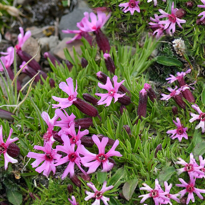 The Grove Country Gardens Centre - Home - Online Mail Order Nursery