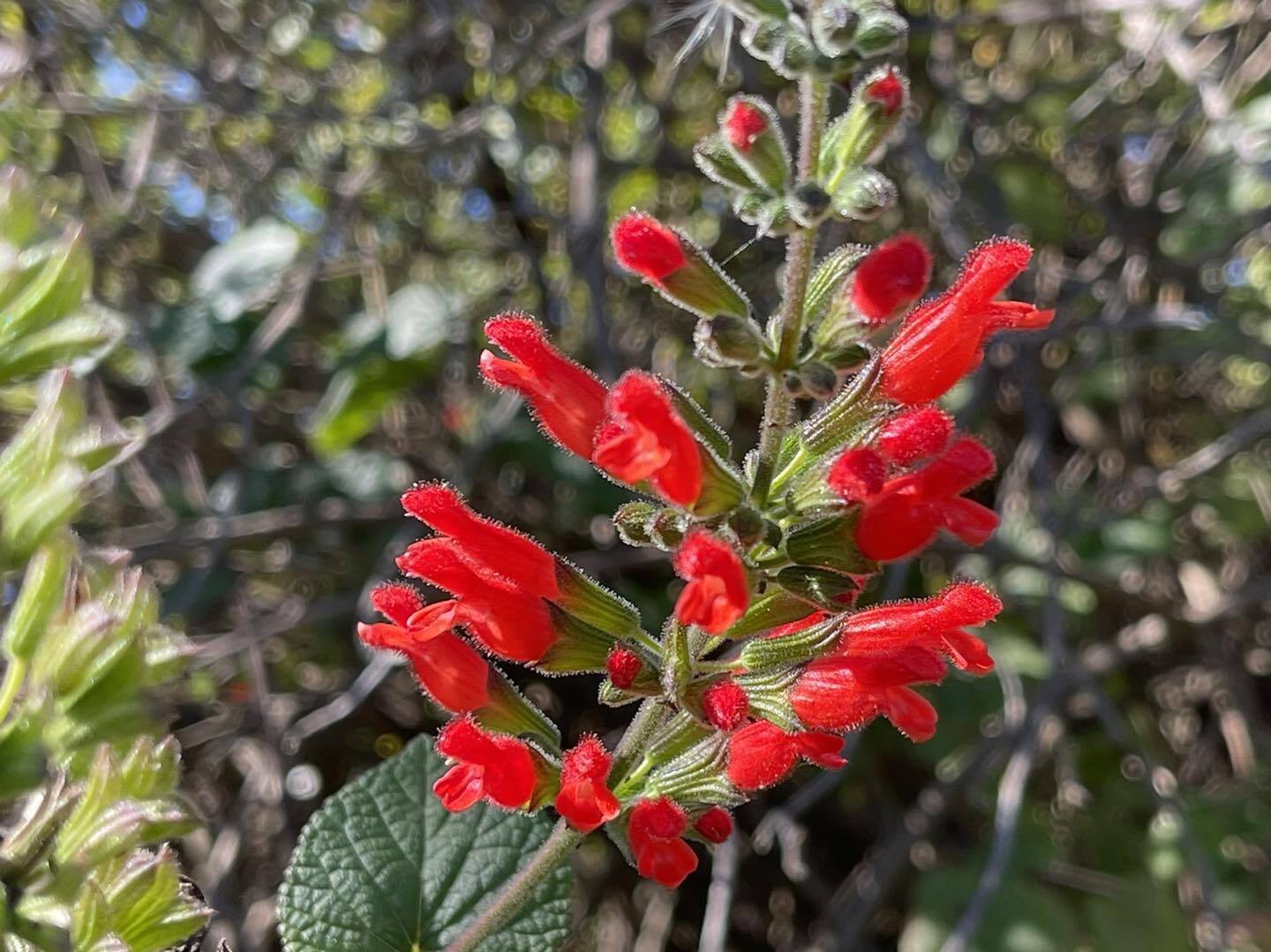 The Grove Country Gardens Centre - Home - Online Mail Order Nursery