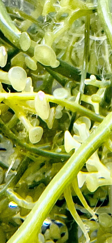 Caulerpa racemosa var. peltata