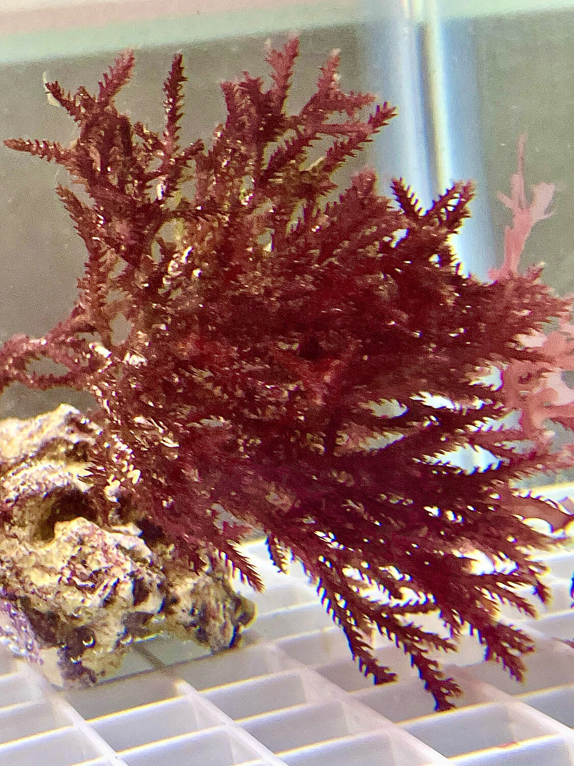 Red Razor Macro Algae