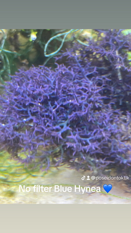 Blue Hypnea
