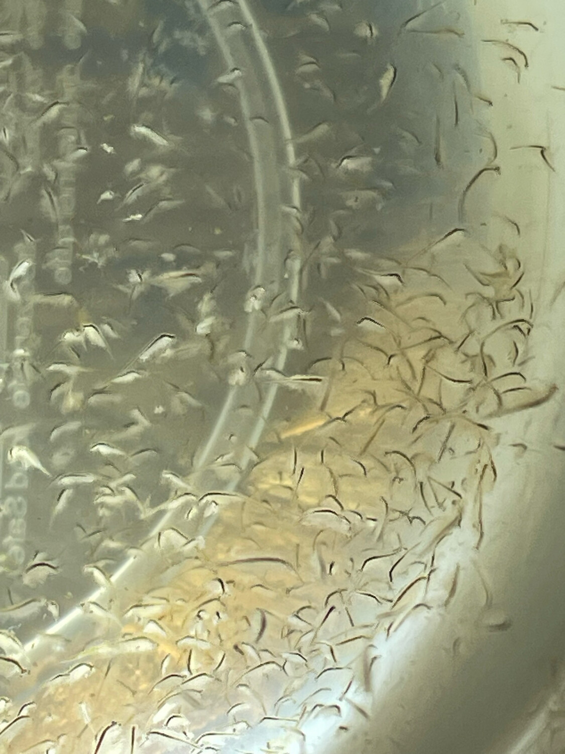 Brine Shrimp