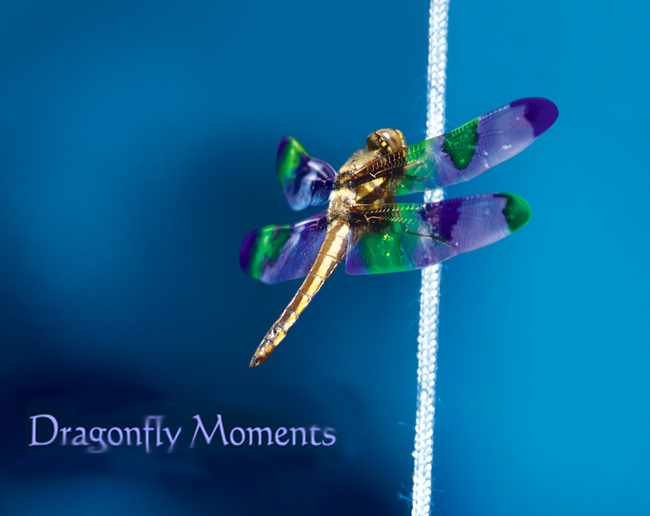 The Dragonfly Project