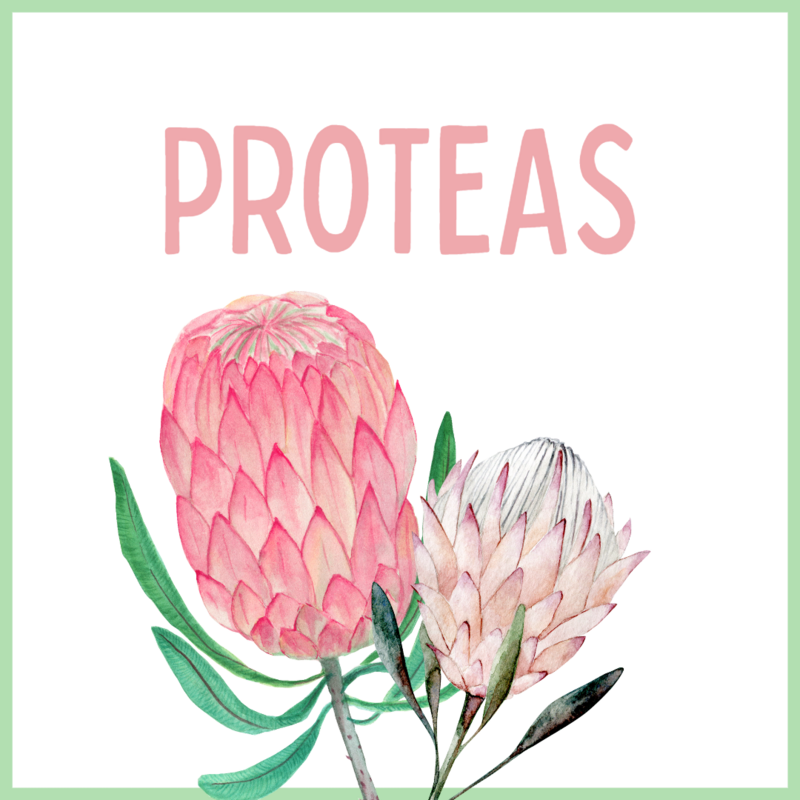 PROTEAS