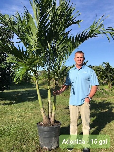 15 Gal Adonidia Palm