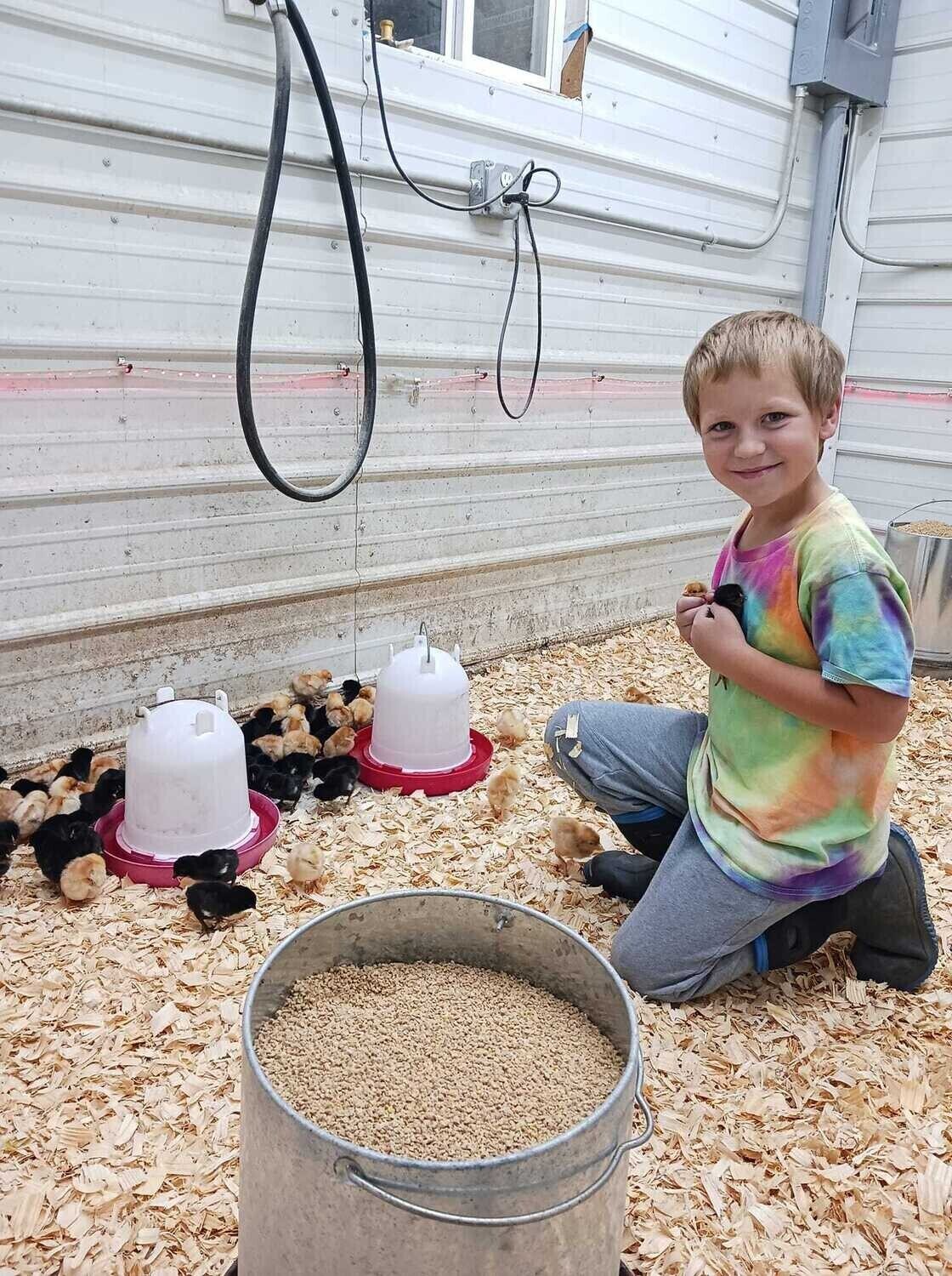 Hatchery Choice Layer Chicks