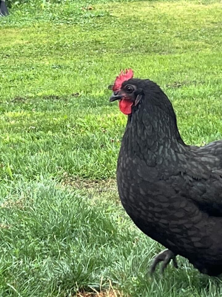 Black Australorp Chicks
