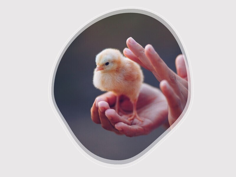 Online Store – Dahline Poultry